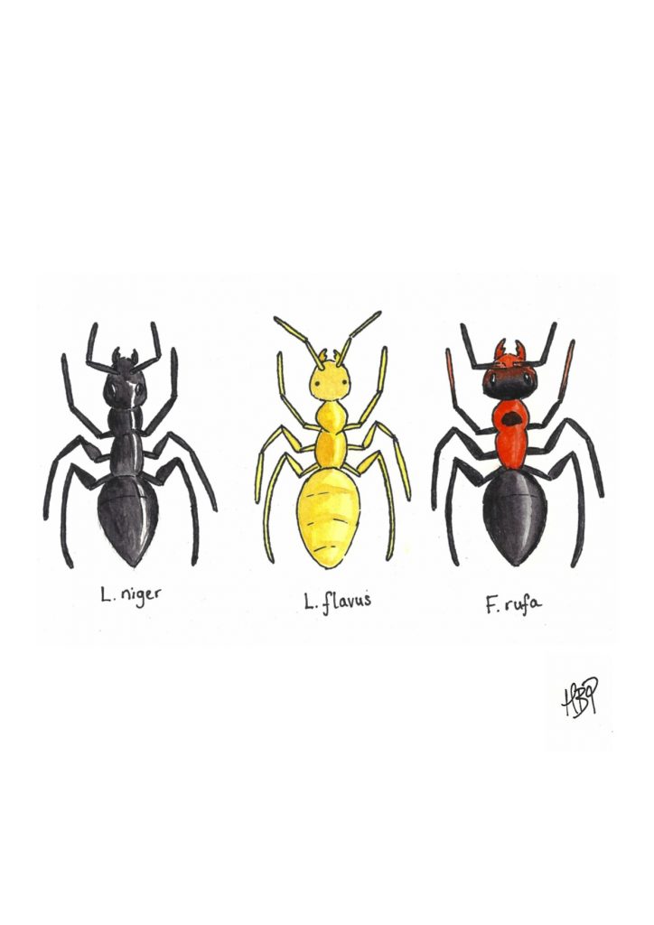 Ants of the UK Original Painting – Helmadoodle